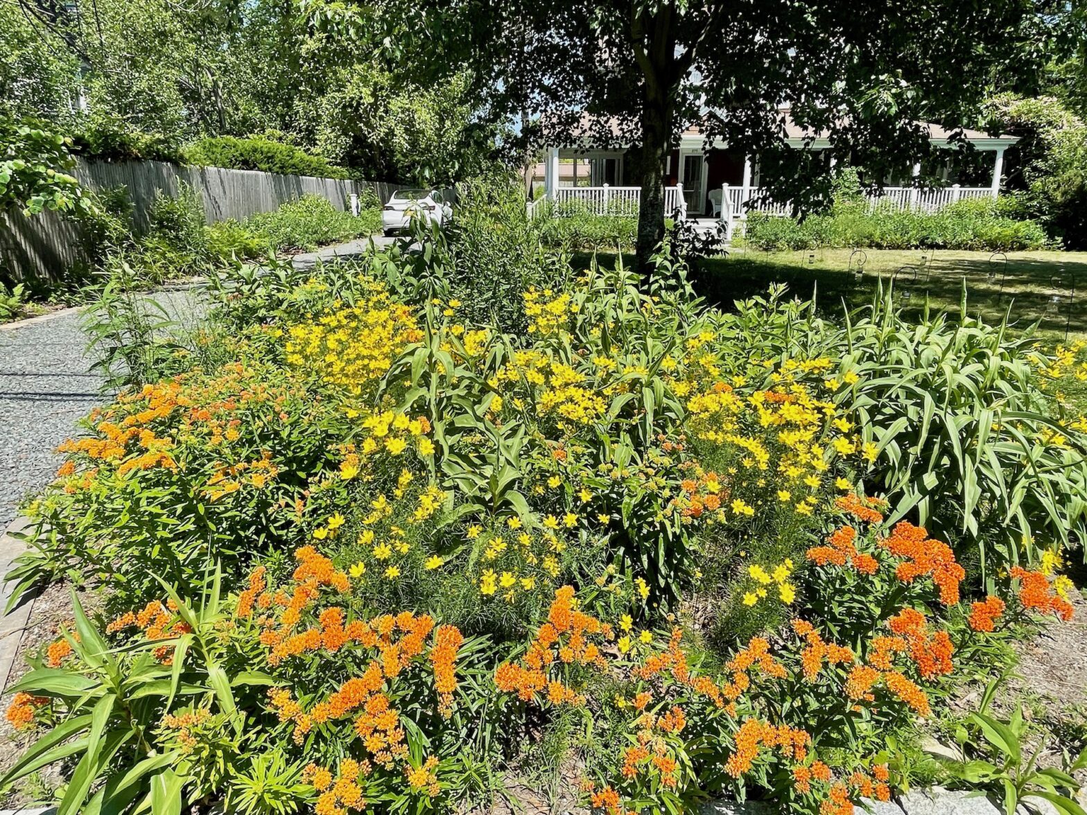 LI Is Going Native! - The Long Island Conservancy