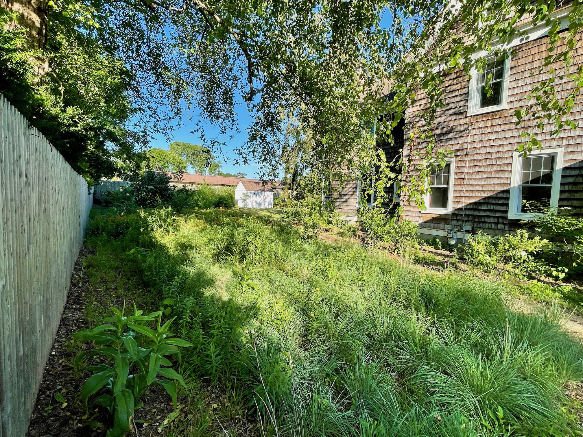 View Our Native Plantings This Summer – The Long Island Conservancy