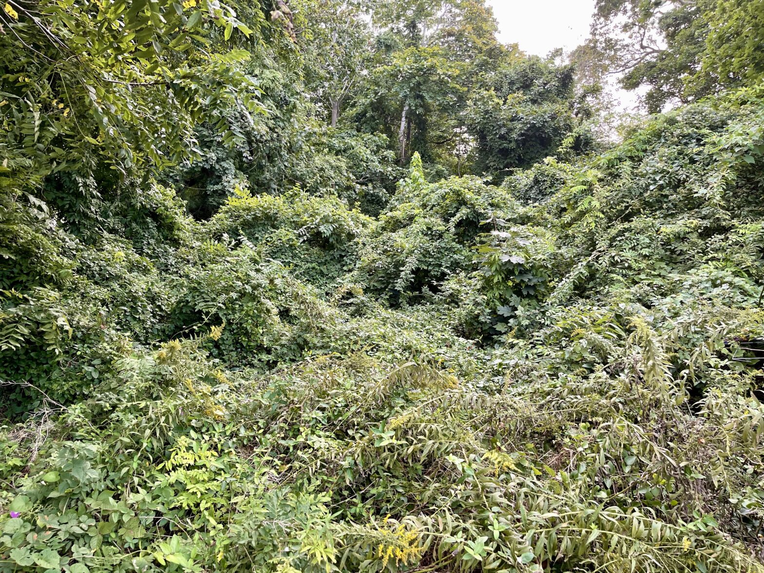 Restore Native Habitat With The Long Island Conservancy - The Long ...