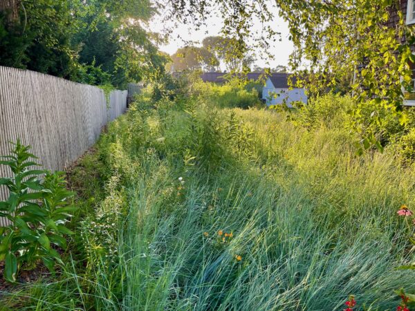 Restoring Habitat – The Long Island Conservancy