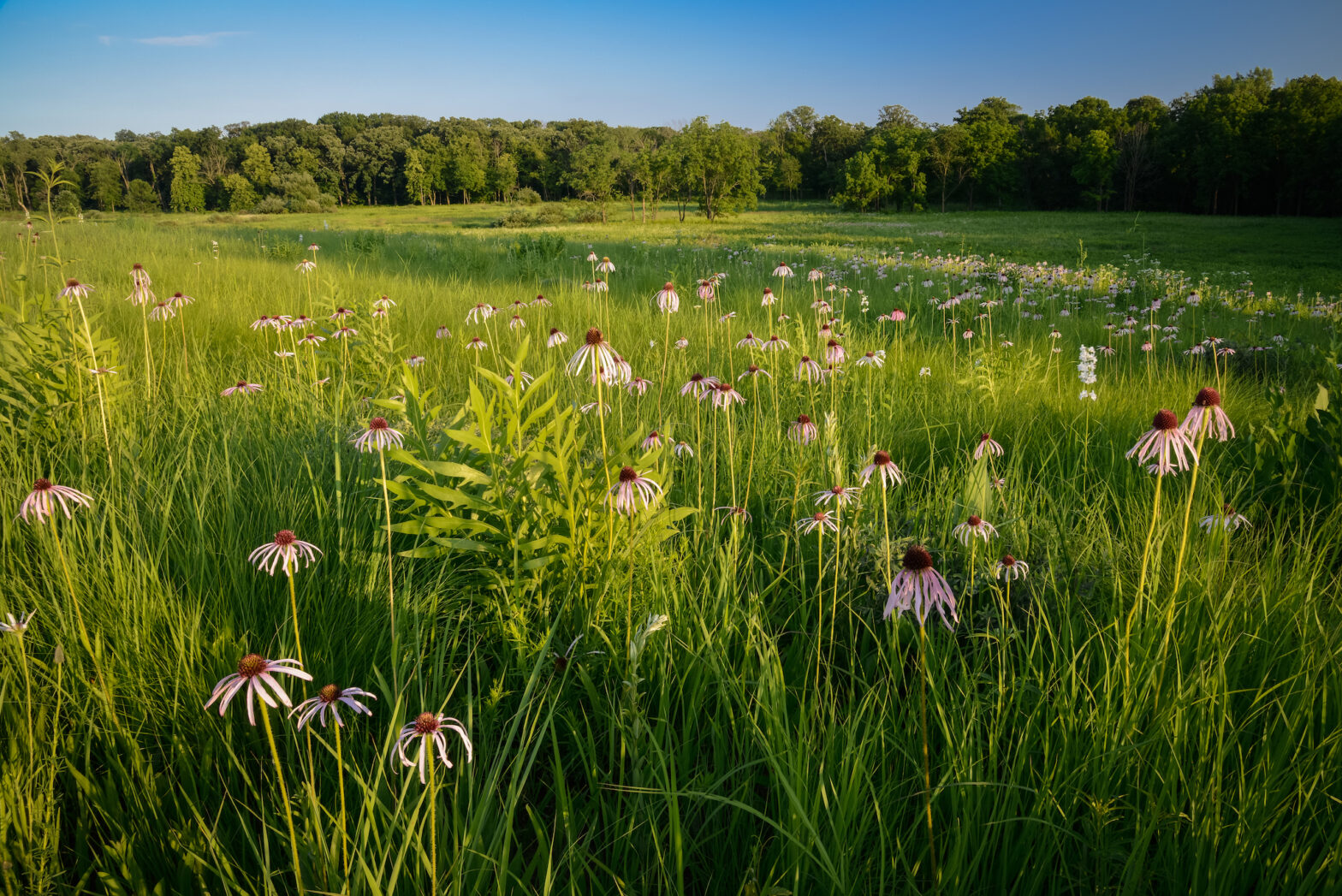 Our Challenge: Restoring Habitat - The Long Island Conservancy