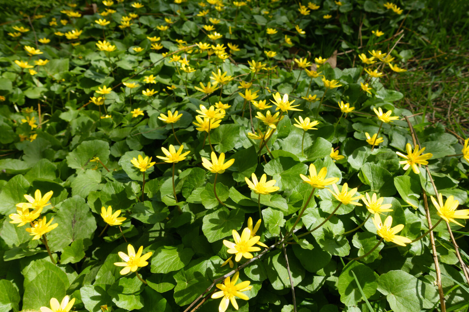 Invasive Plant: Lesser Celandine – The Long Island Conservancy