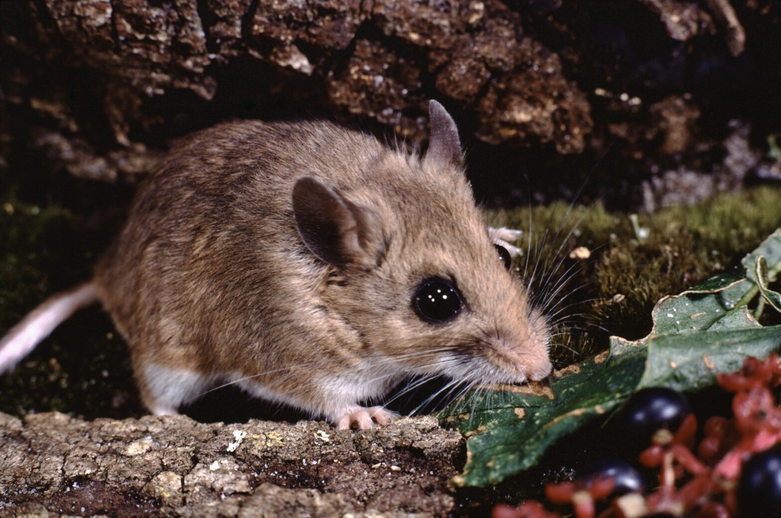 Lyme Disease And English Ivy – The Long Island Conservancy