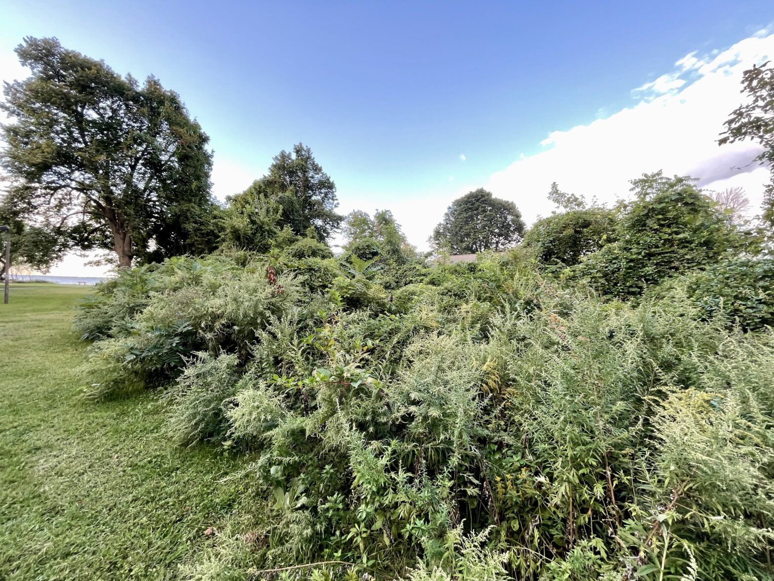 Restore Native Habitat With The Long Island Conservancy - The Long ...