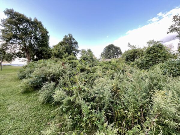 Restore Native Habitat With The Long Island Conservancy - The Long ...