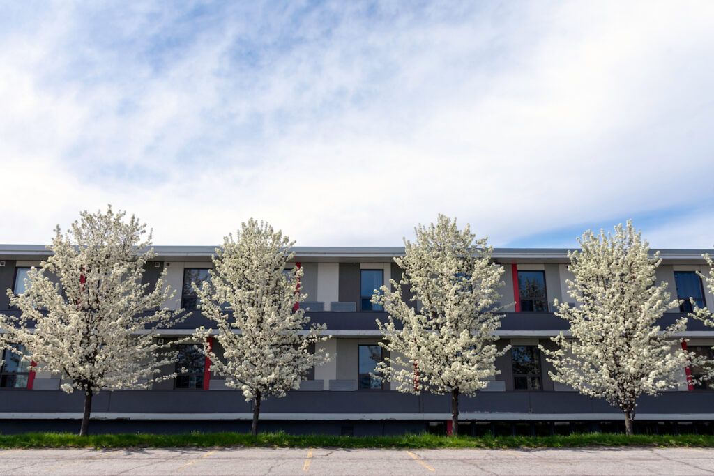 How NOT To Select Street Trees – The Long Island Conservancy