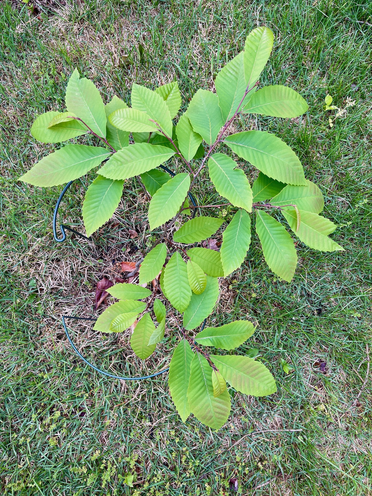 We Will Restore The American Chestnut – The Long Island Conservancy