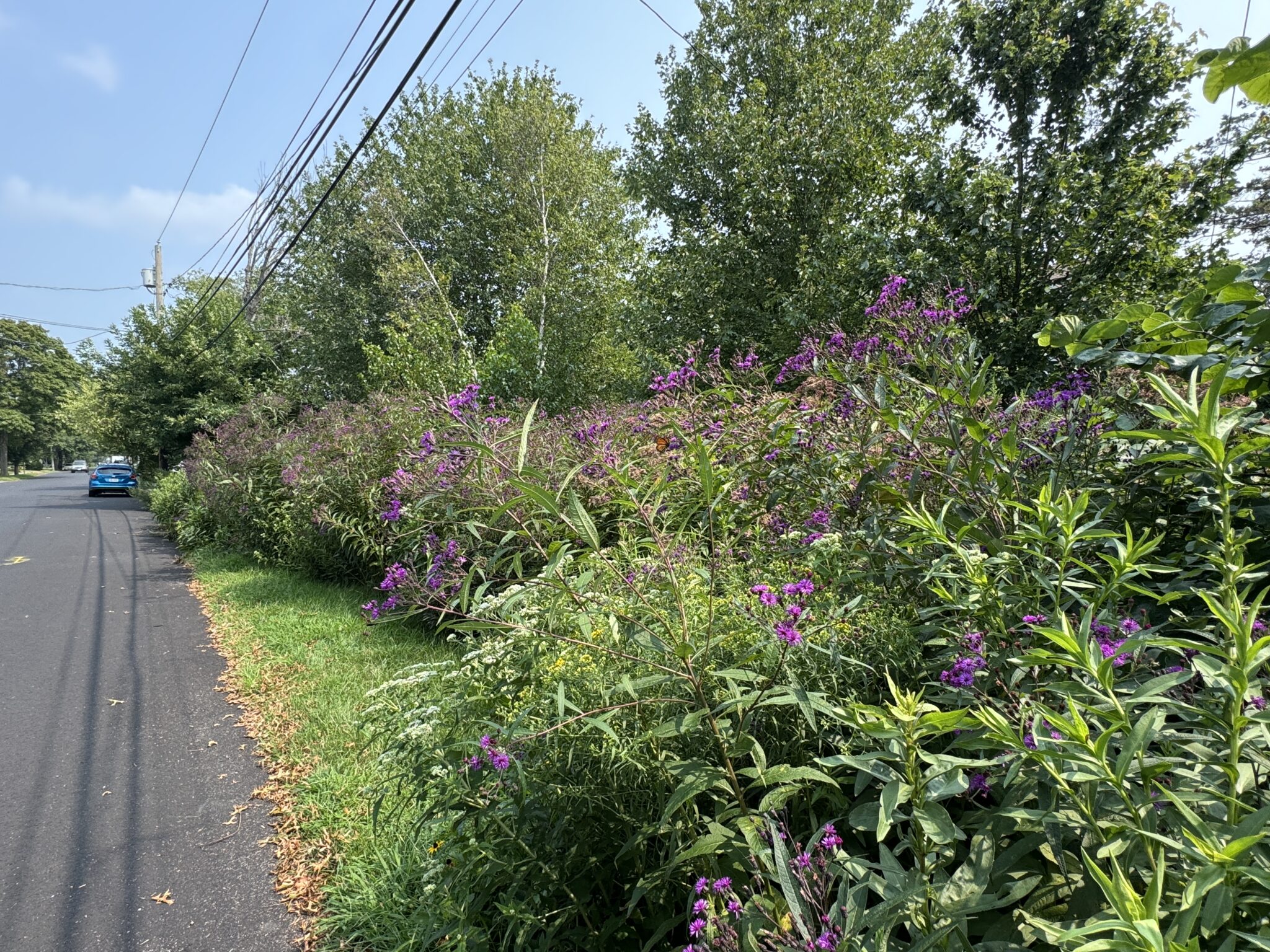Planting Natives at a Nursing Home - The Long Island Conservancy
